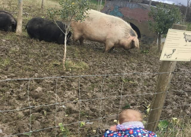 Over Farm - Local Family Farm Adventure